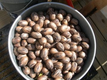 A Bumper Crop of Pecans - Cottage at the Crossroads