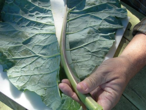 Collard Greens Recipe - Cottage at the Crossroads