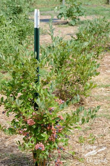 How to Grow Blueberries