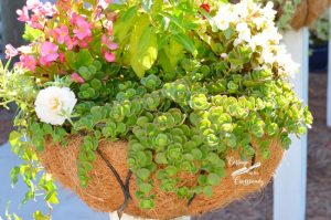 Flower Baskets on Wooden Posts