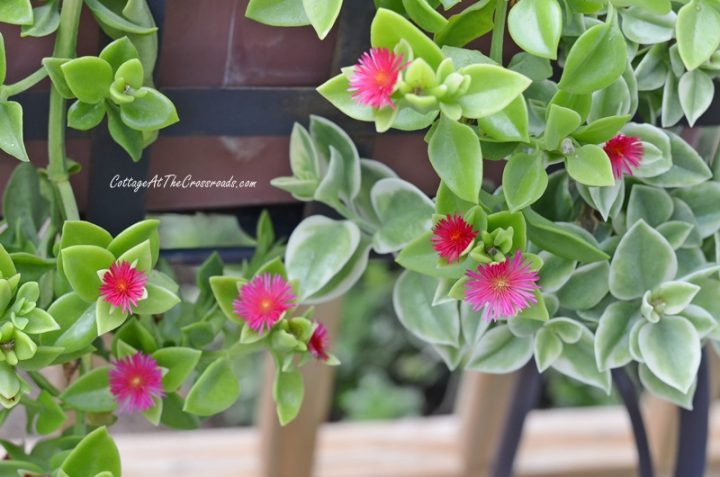 Mezoo Trailing Red (My Favorite Succulent) - Cottage at the Crossroads