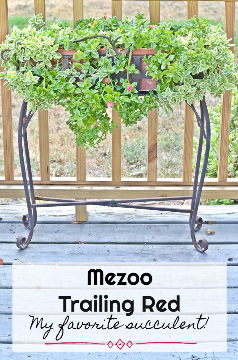 Mezoo Trailing Red (My Favorite Succulent) - Cottage at the Crossroads