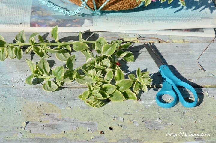 Mezoo Trailing Red (My Favorite Succulent) - Cottage at the Crossroads