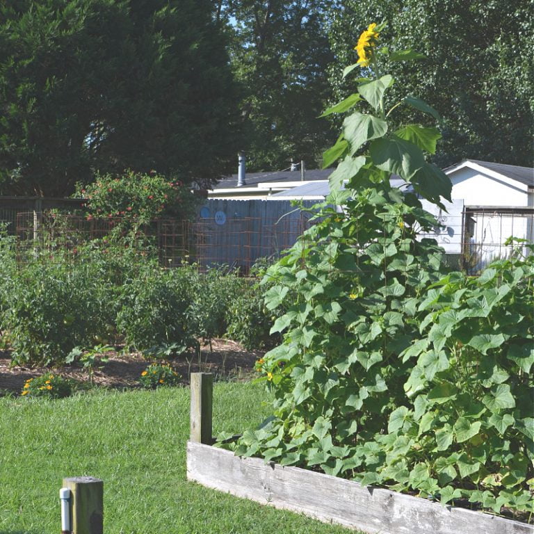 Growing Cucumbers in Raised Beds - Cottage at the Crossroads