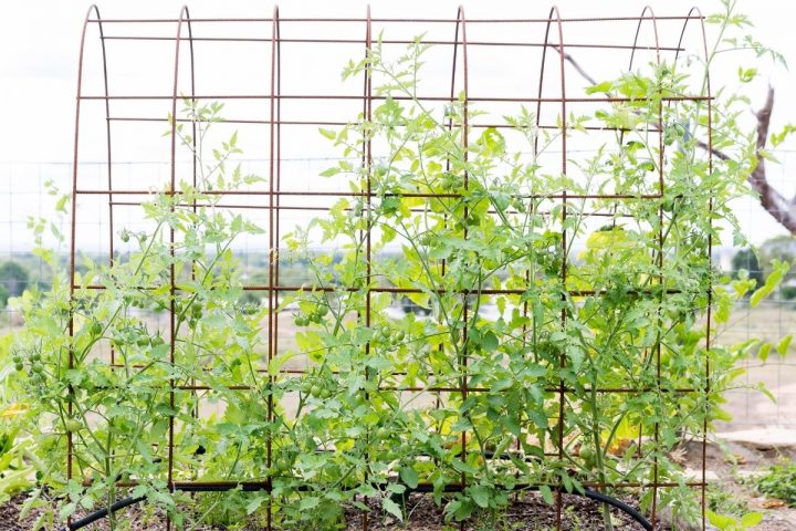 19 Tomato "Support Ideas" for a Bumper Harvest - Cottage