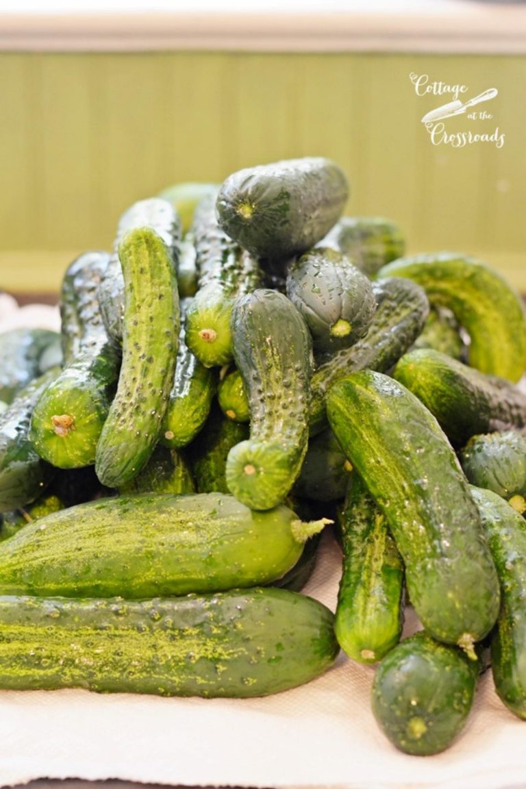 Sweet Cucumber Relish (Easy Recipe)- Cottage at the Crossroads